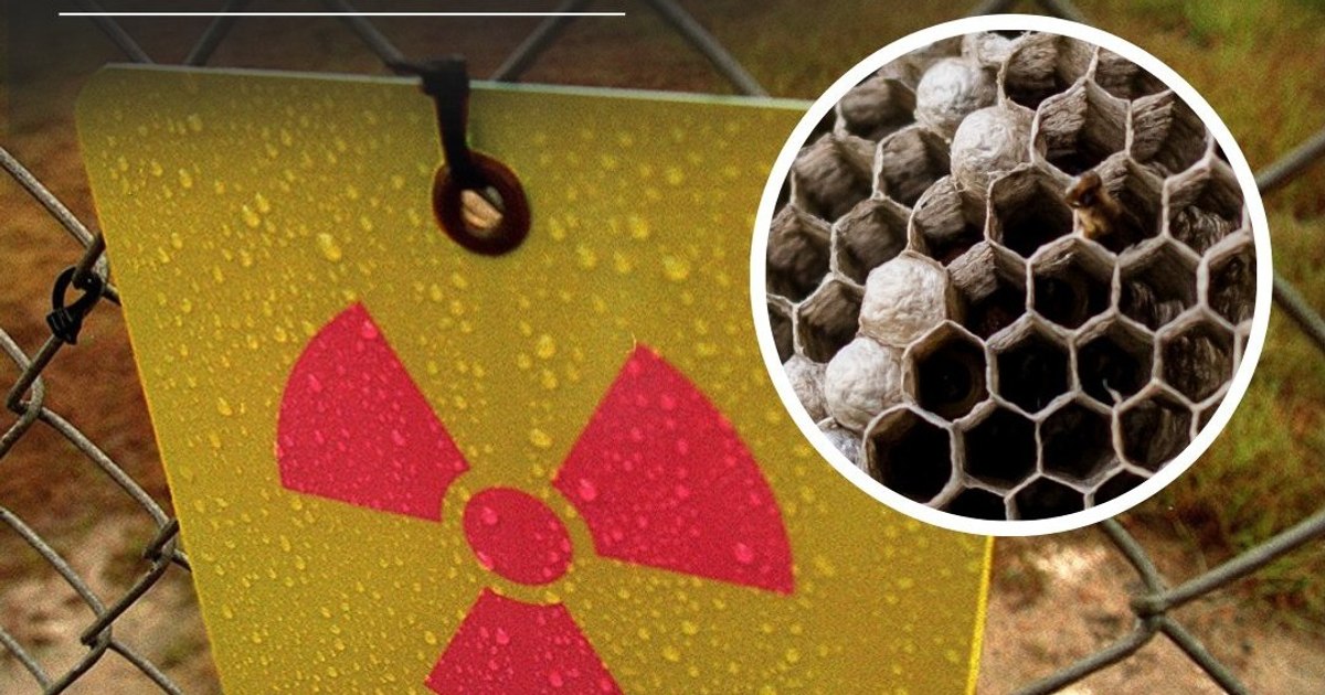 Cuib radioactiv de viespi, descoperit la un fost complex nuclear din ...