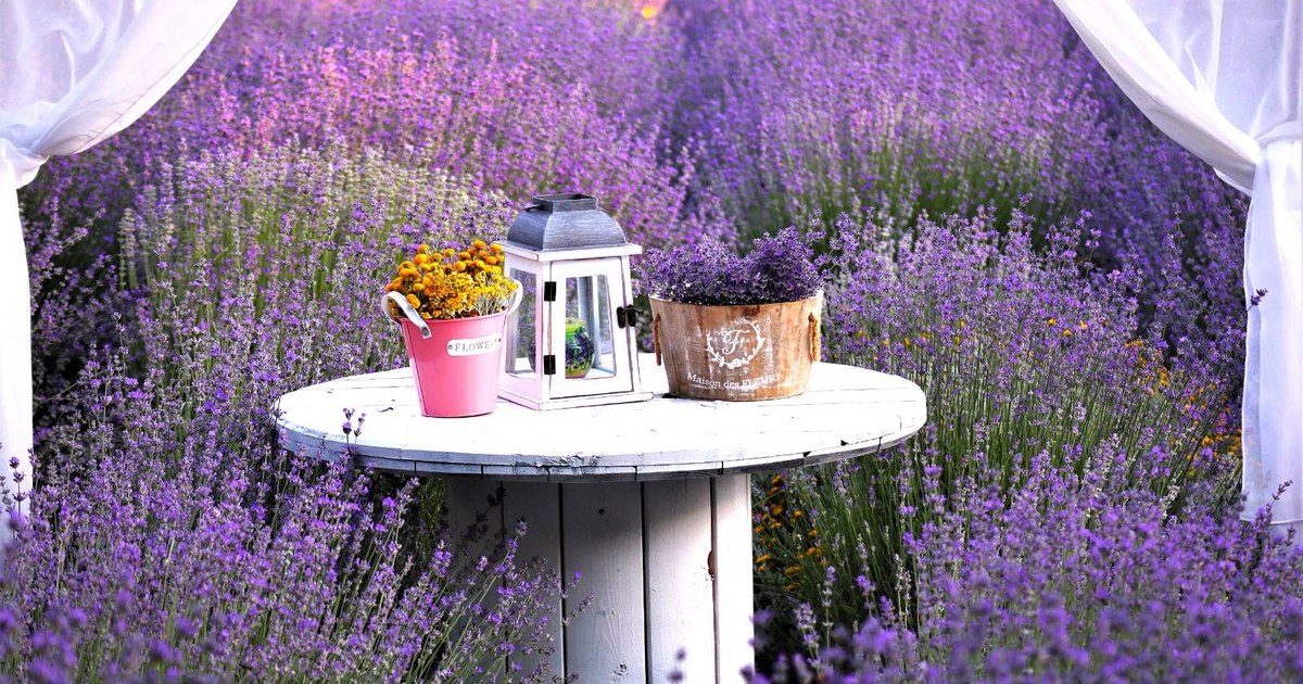 Colț de rai cu parfum mov, în vestul țării. Afacerea realizată de o ...