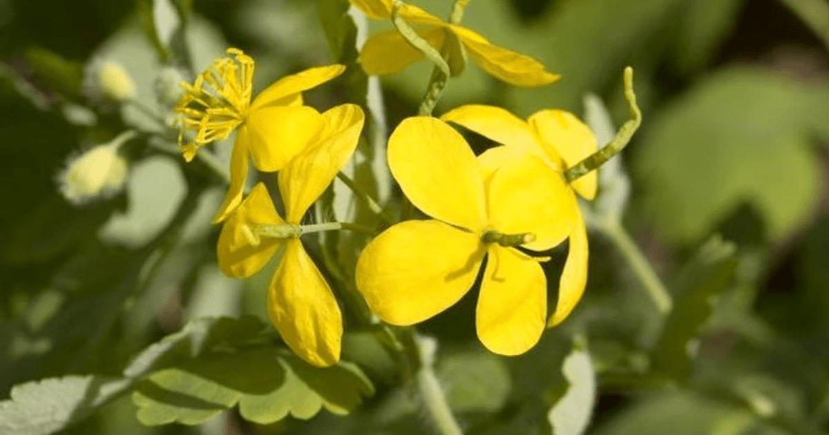 Cum să foloseşti rostopasca pentru a îndepărta negii