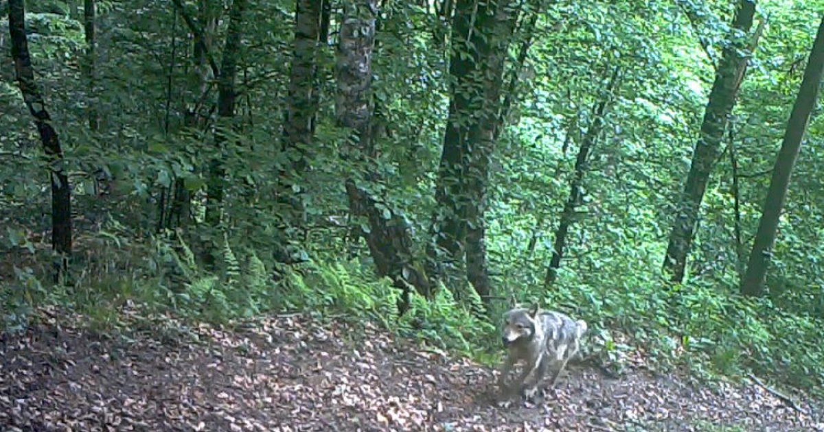 Imagini rare cu un lup au fost surprinse în Parcul Natural Grădiştea ...