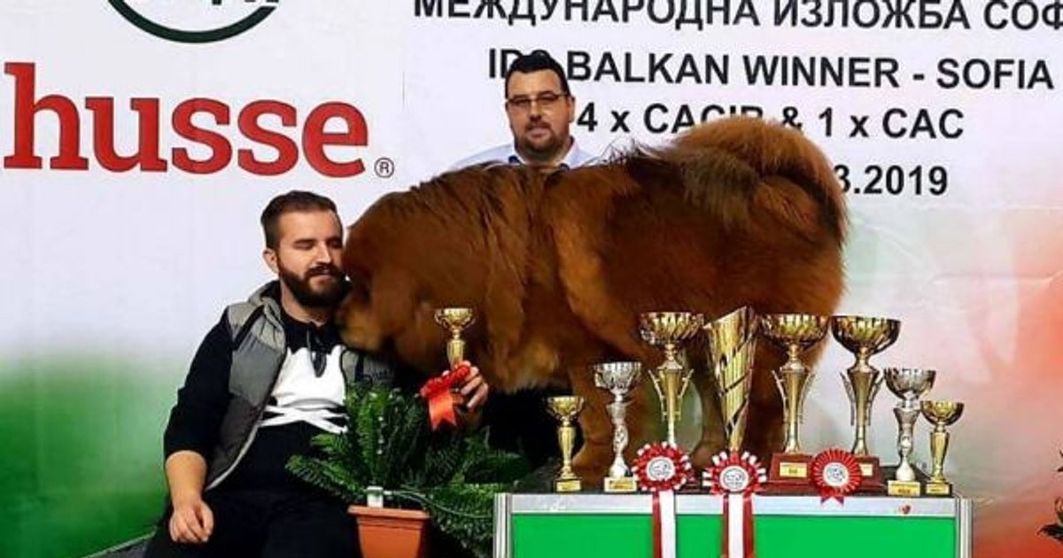 Un câine din România, cel mai frumos din lume pentru rasa lui VIDEO ...