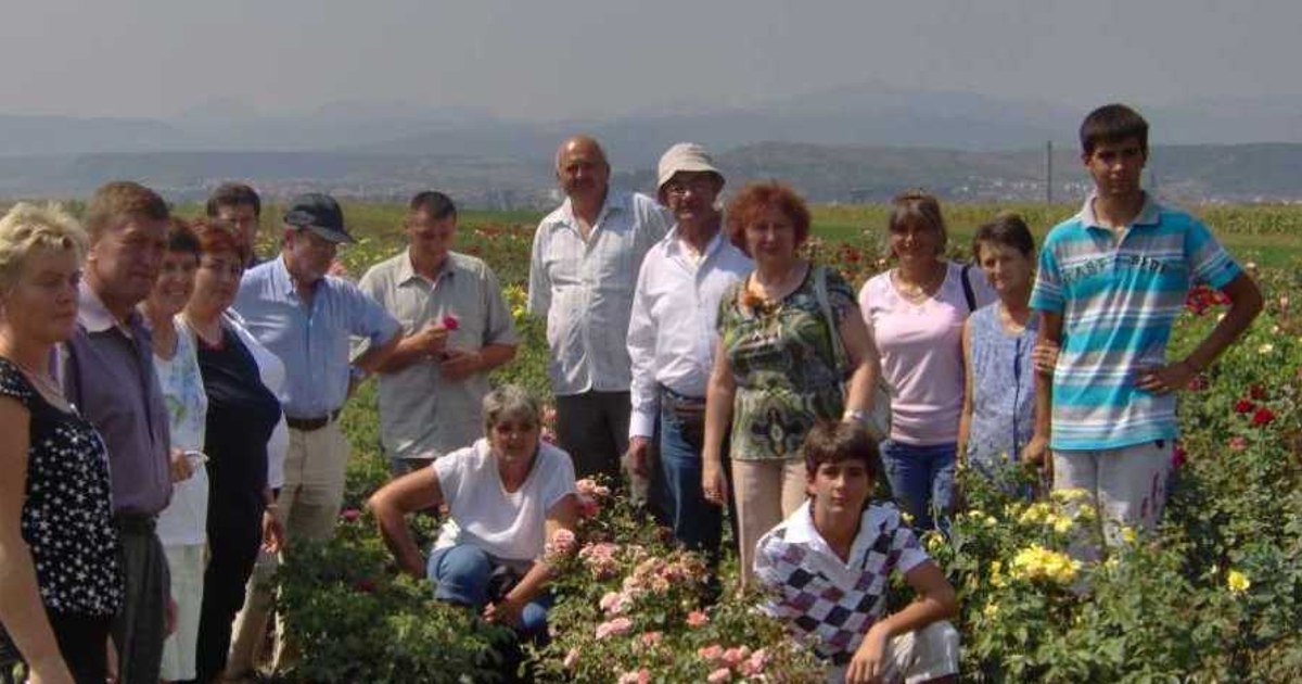 FOTO Afaceri cu parfum de trandafiri la Ciumbrud, satul cu cei mai ...