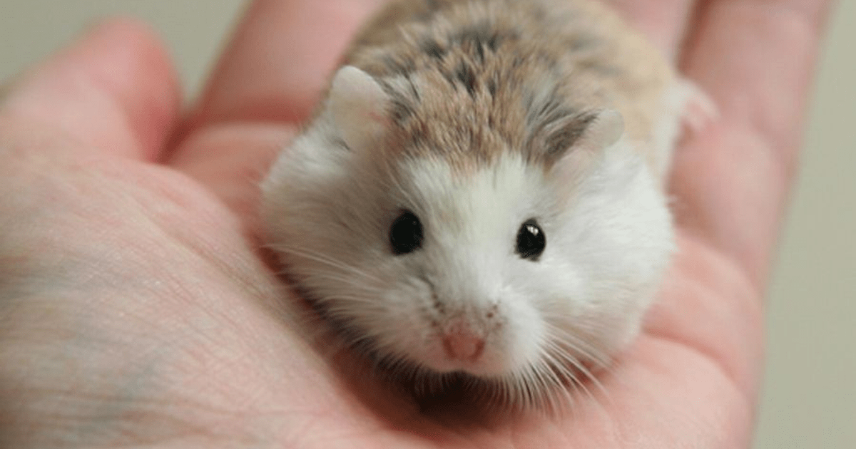 Hamsterul Roborovski, un pitic energic